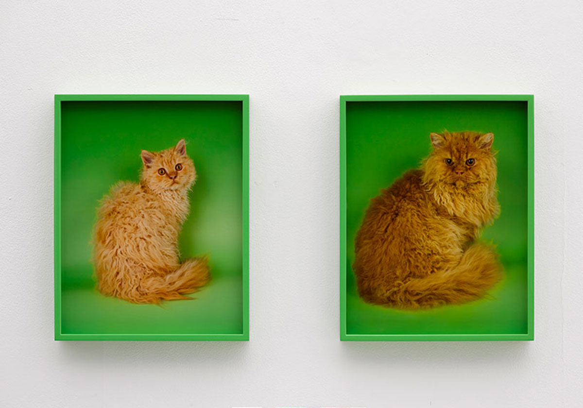 LaPerm, Selkirk Rex by Elad Lassry | Swiss Re Art