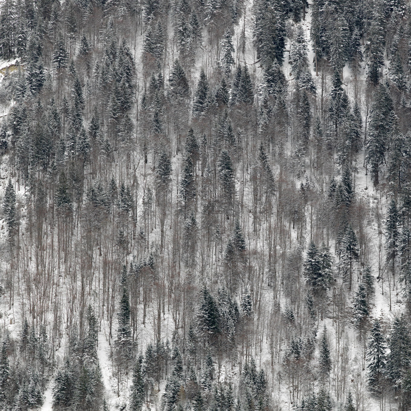 Series: Forest 1 by Peter Mathis | Swiss Re Art