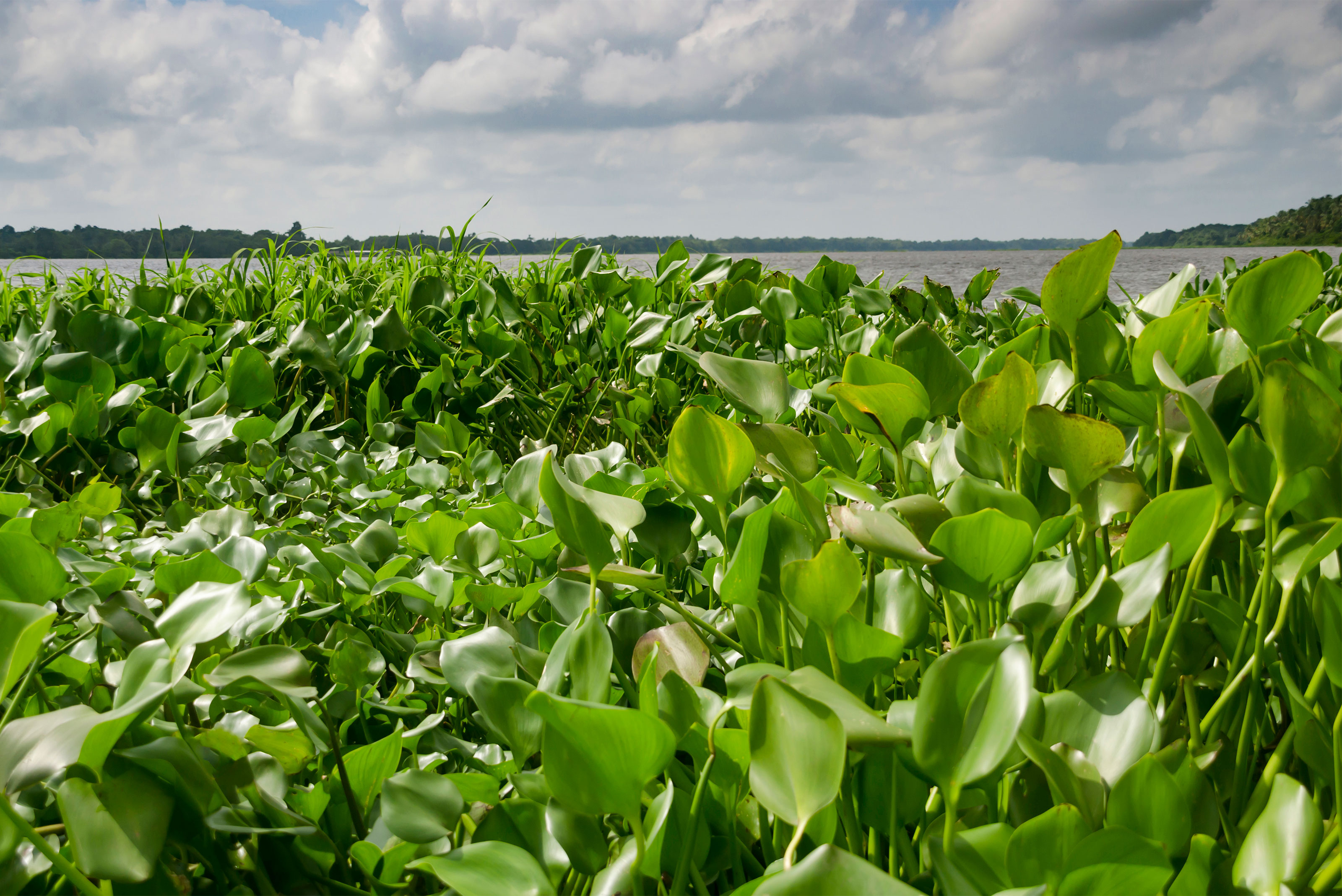 Invasive species - SONAR 2022 | Swiss Re