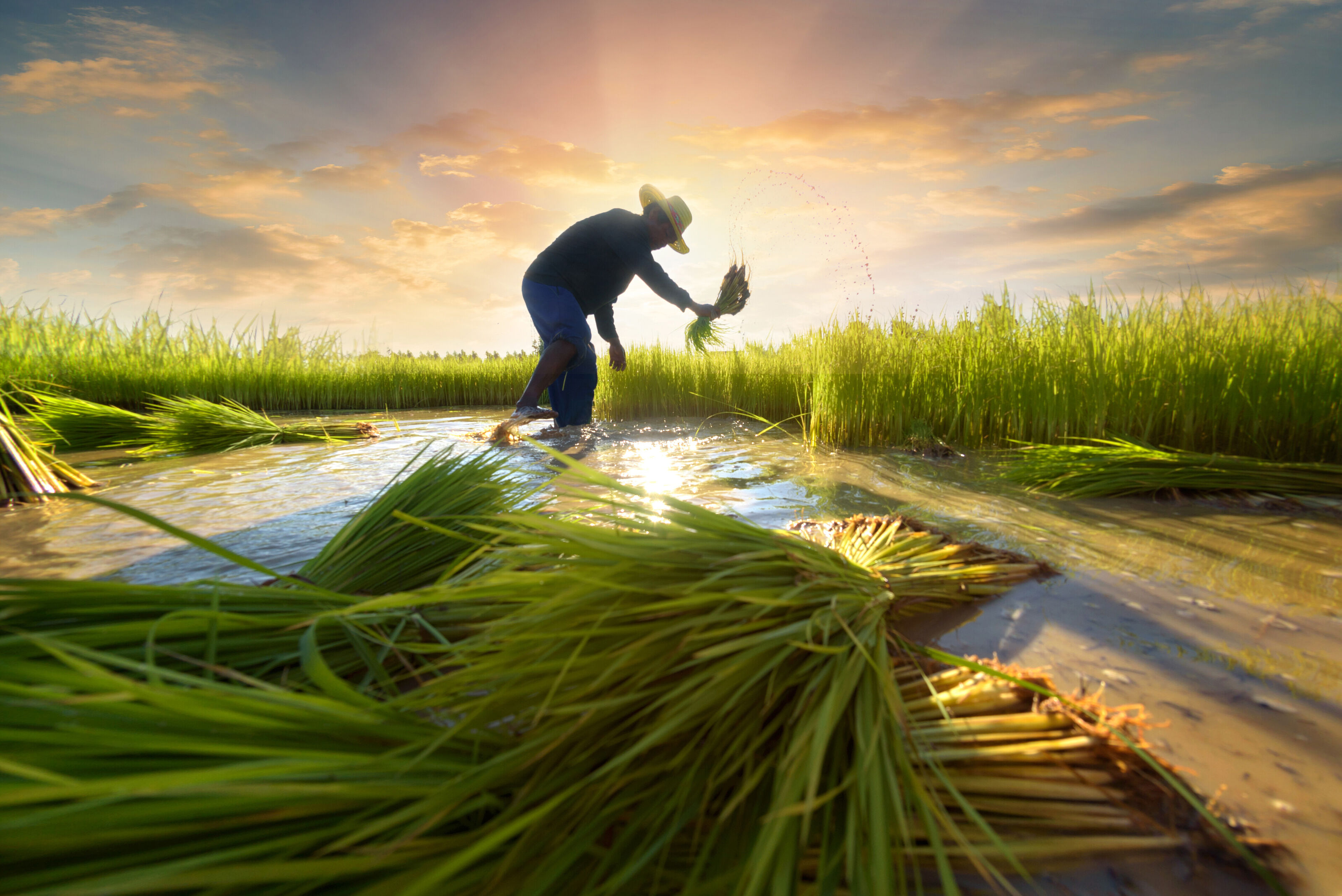 Global crop insurance | Swiss Re