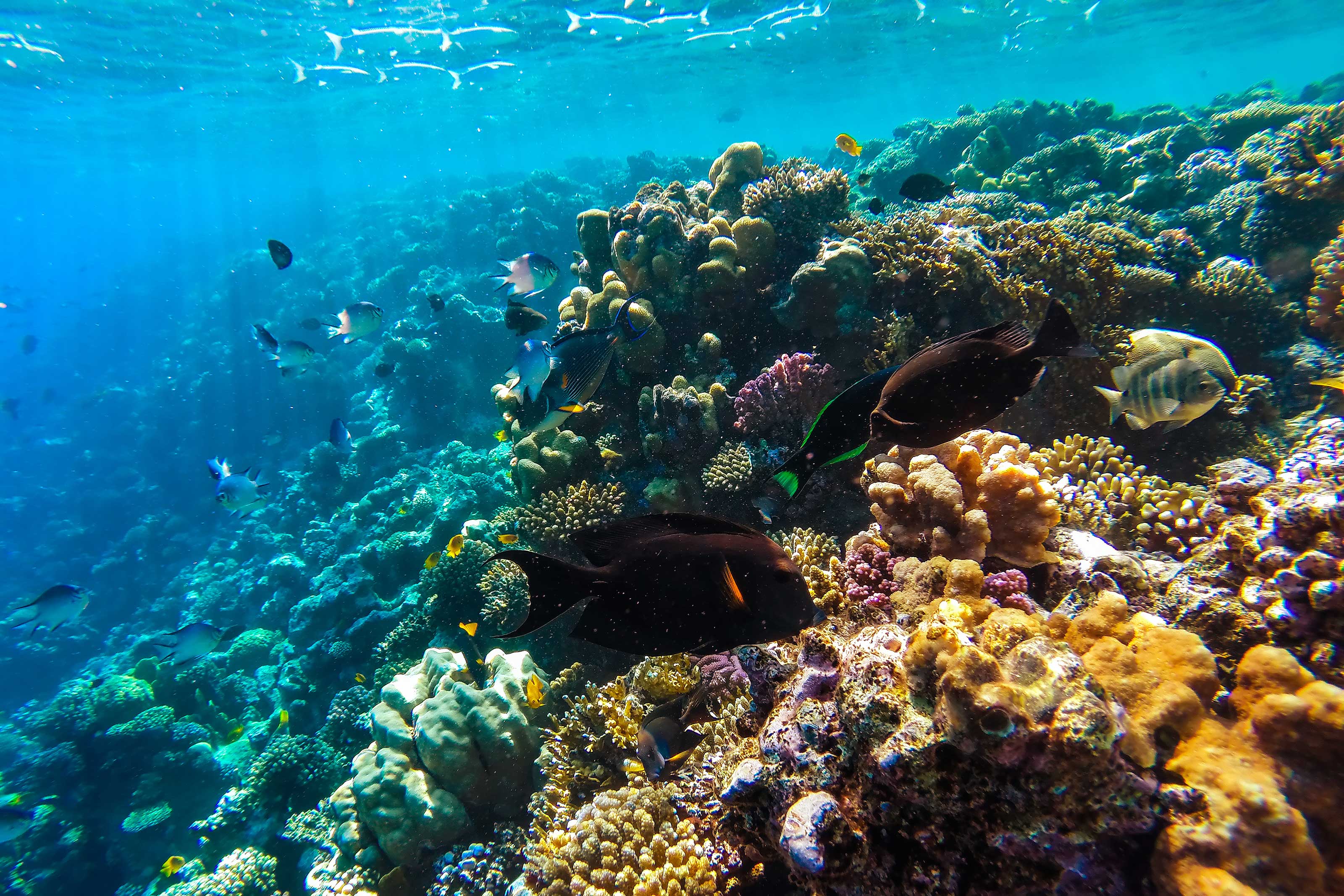 Underwriting biodiversity and ecosystem risks | Swiss Re