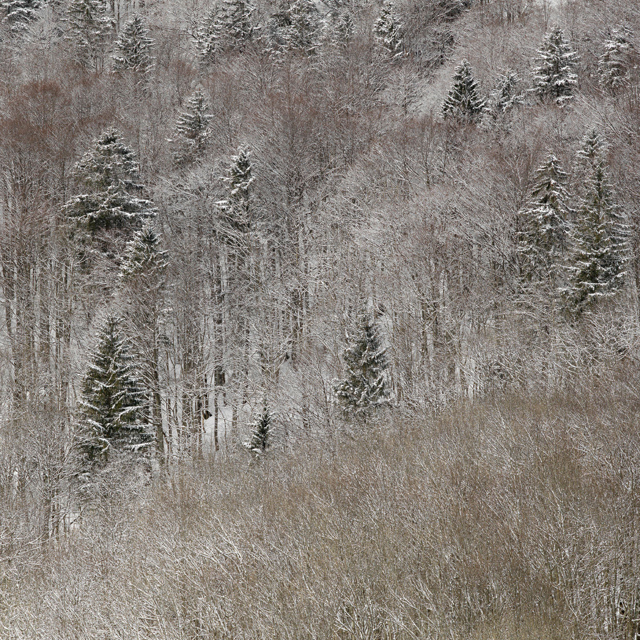 Series: Forest 2 by Peter Mathis | Swiss Re Art