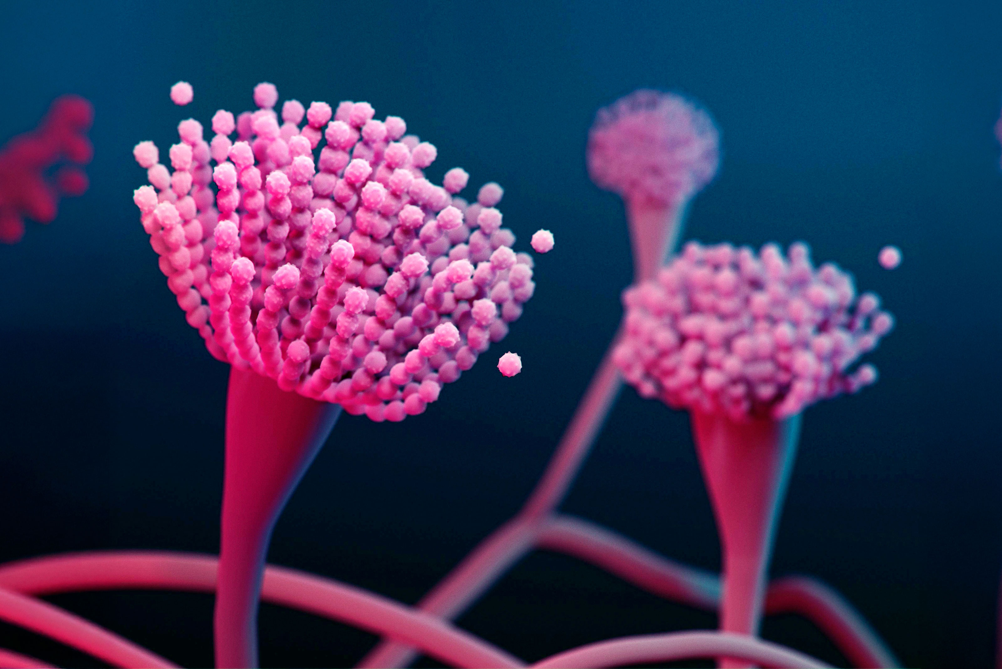 How hot temperatures fuel fungi growth and insurance losses | Swiss Re