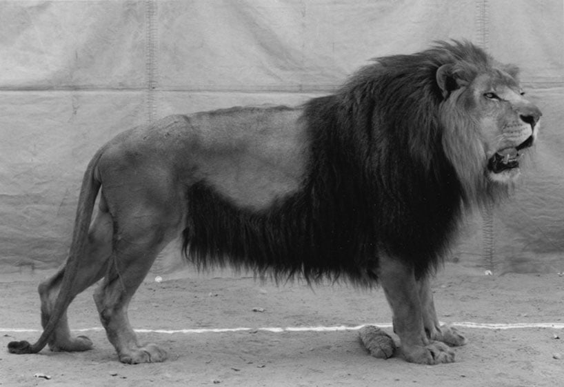 Sultan Barbary Lion