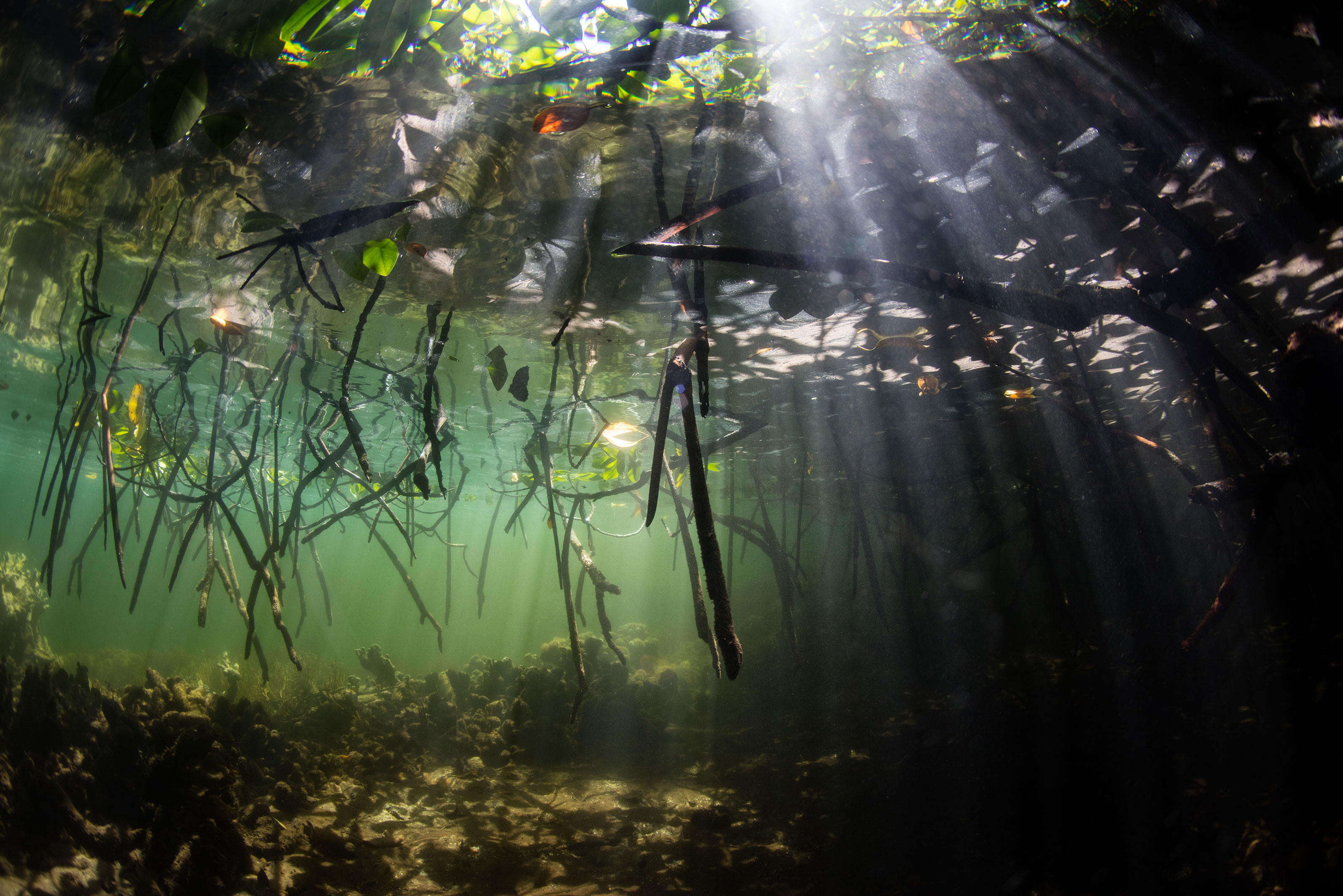 Do we know the true value of biodiversity – and the cost of losing it ...